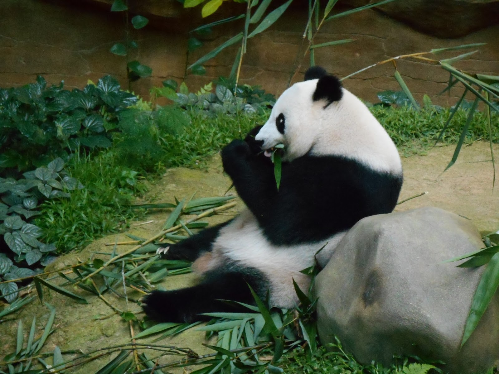 Travel Diary: Giant Panda at Zoo Negara Malaysia, Kuala Lumpur