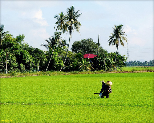 Tren Gaya 21+ Sawah Padi Kedah