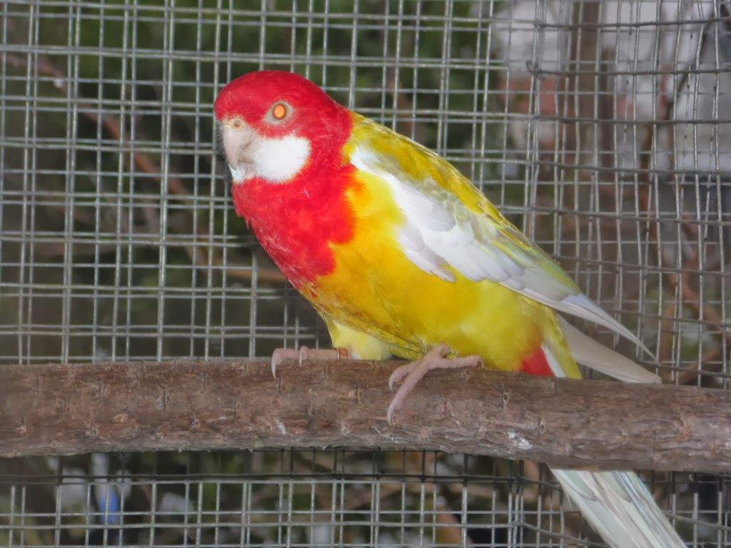 OLHÓ PASSARINHO: ROSELAS