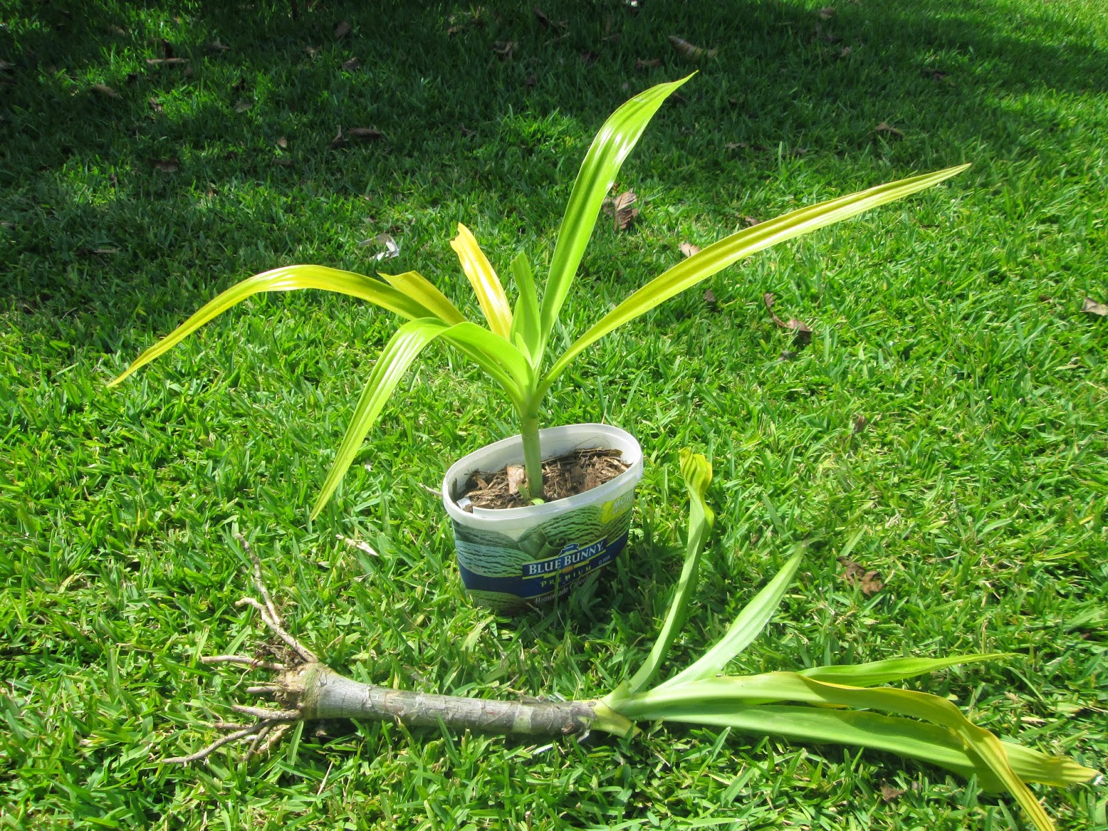 Garden Notes from Hawaii: GOLDEN SPIDER LILY (Crinum xanthophyllum)