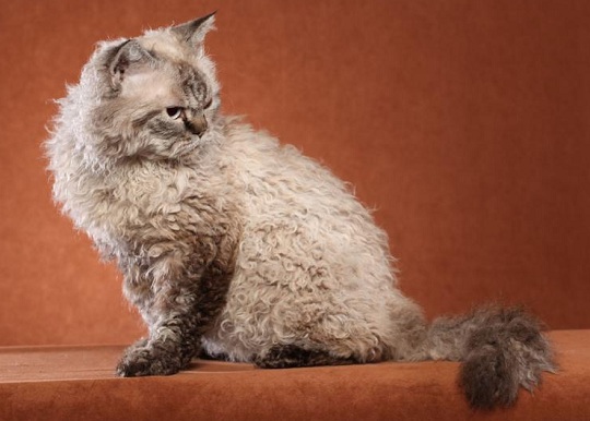 Cats, Chaos and Confusion: The Selkirk Rex Cat Breed