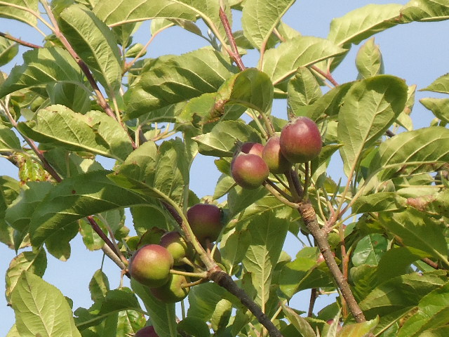 Pratos da Bela: Árvores de fruto entre outros II...