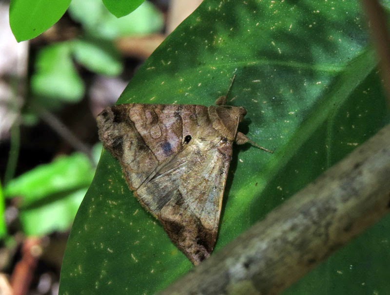 Birdernaturalist: Some Jamaican Moths