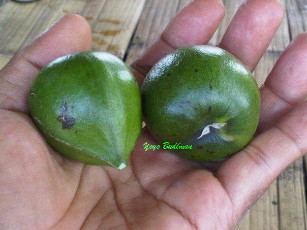 Bambu Indonesia: Bunga dan Buah Bambu