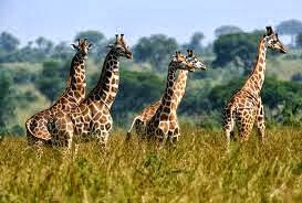 The Plight of Species