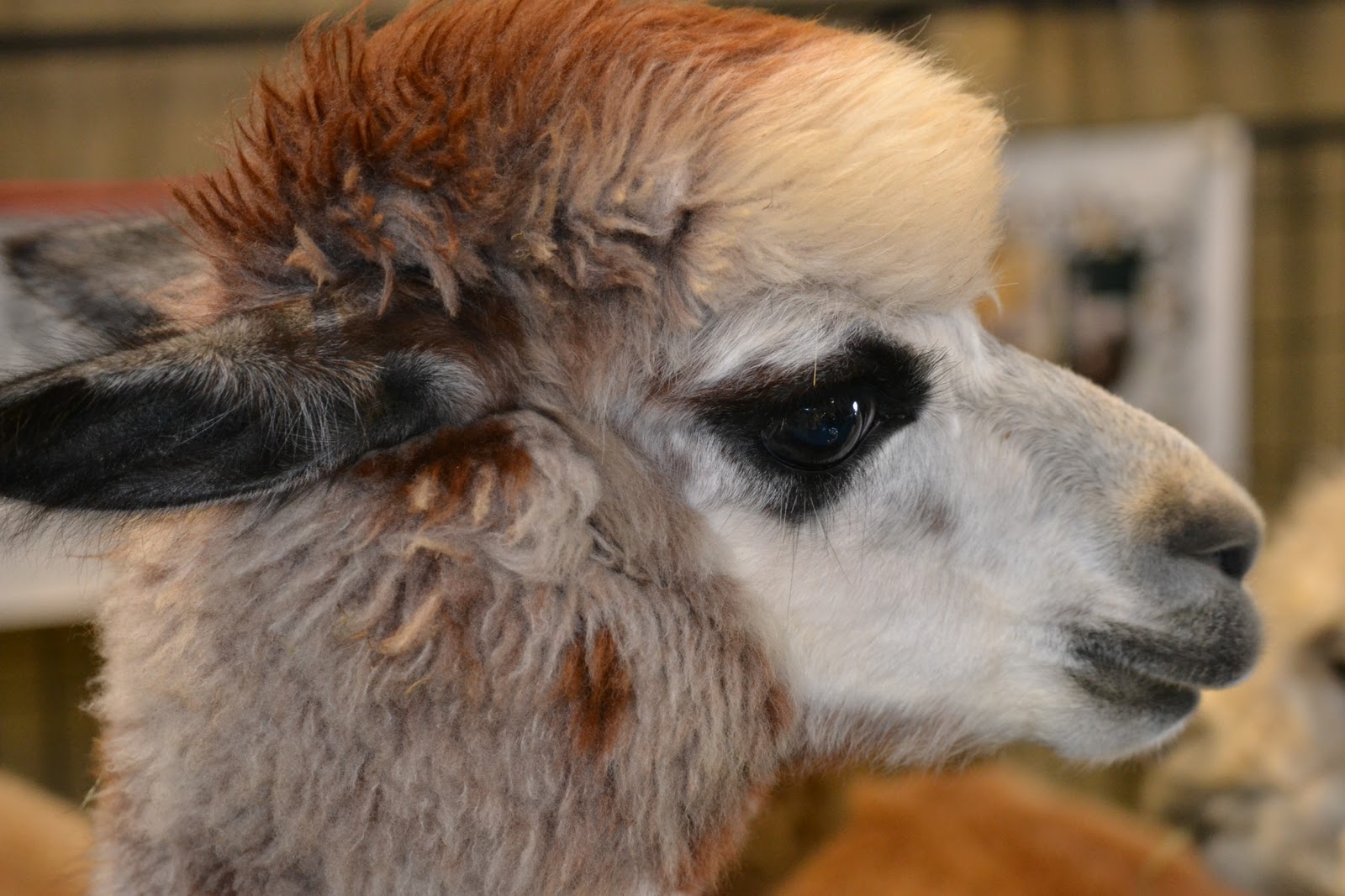 It's All About Purple: Alpaca Joy