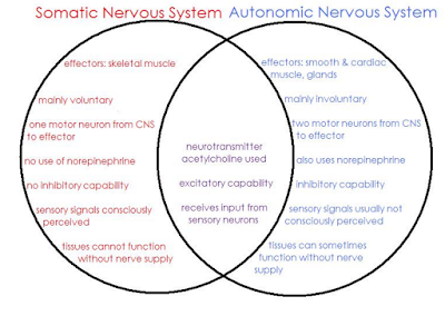 Tutor's Notes: general, cardiovascular, respiratory and renal ...