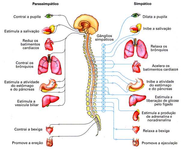 Resumos de Odonto: Fisiologia Humana: Aula 7: Fisiologia geral do SNC e SNA