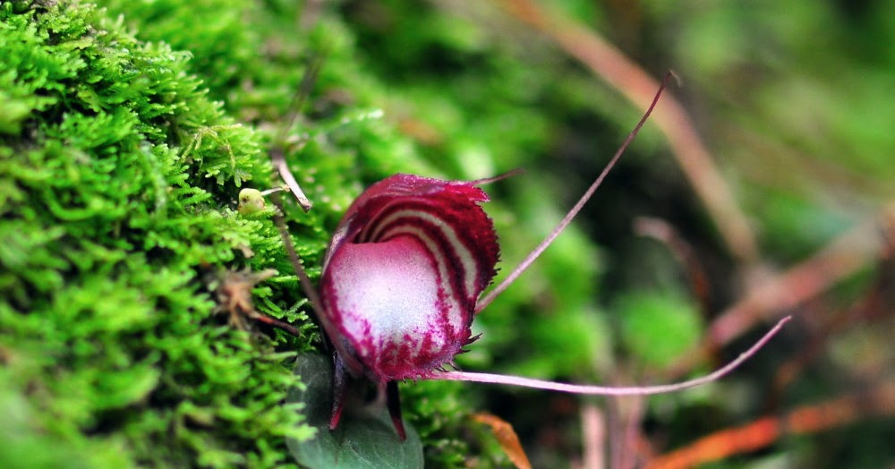 蘭花的故事: Corybas sinii 辛氏盔蘭