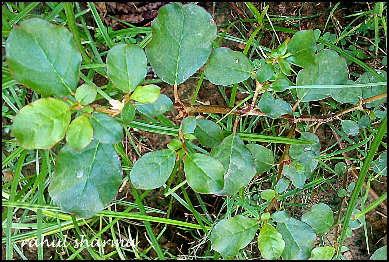 Trianthema portulacastrum L. (DESERT HORSE PURSLANE) ~ Wild Flora Of Dwarka