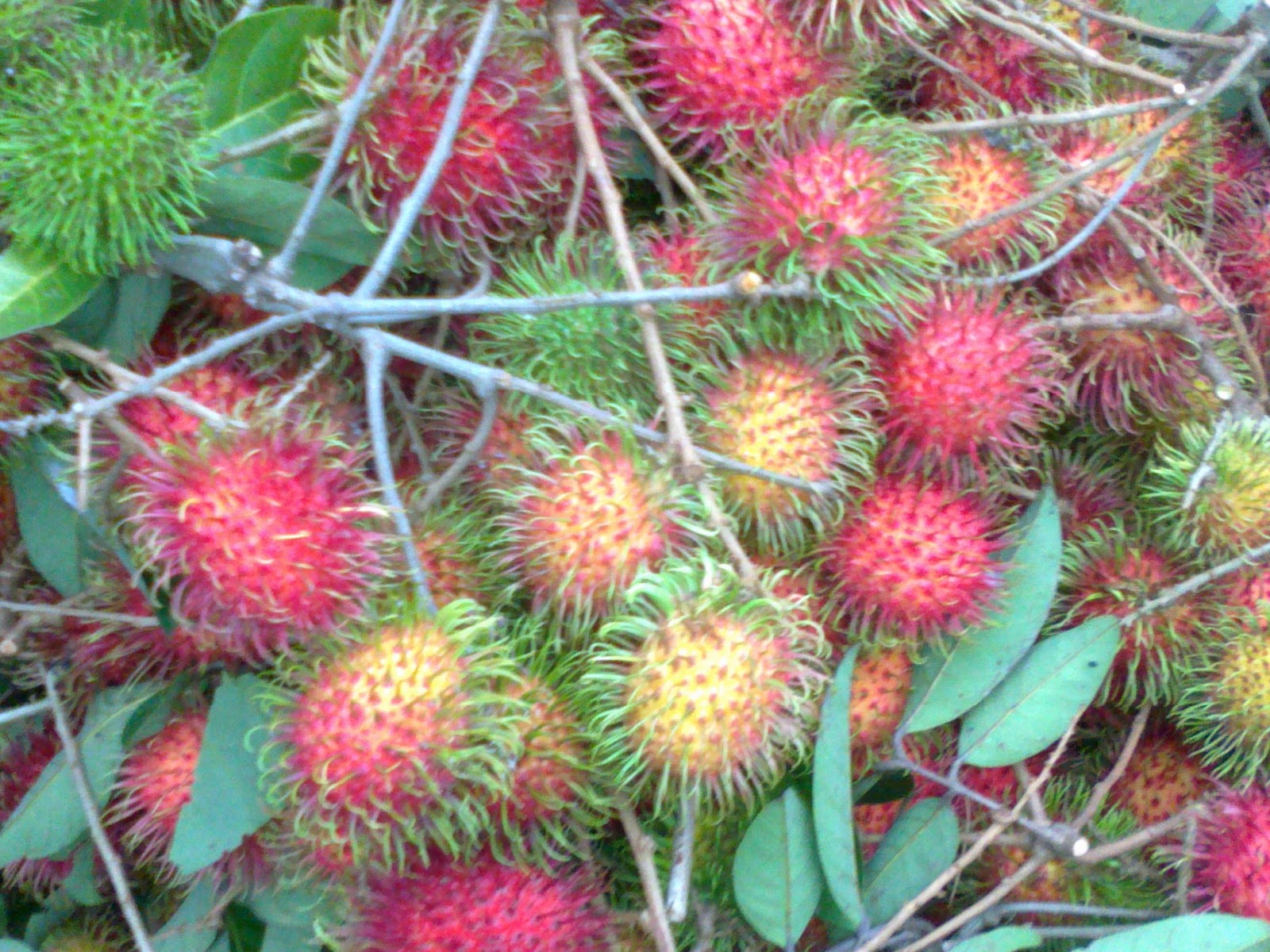 MY MALAYSIA PHOTOS: Local Fruit - Rambutan