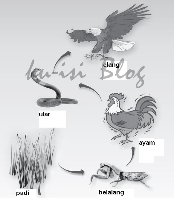 Pengertian Rantai Makanan dan Jaring Makanan Ekosistem