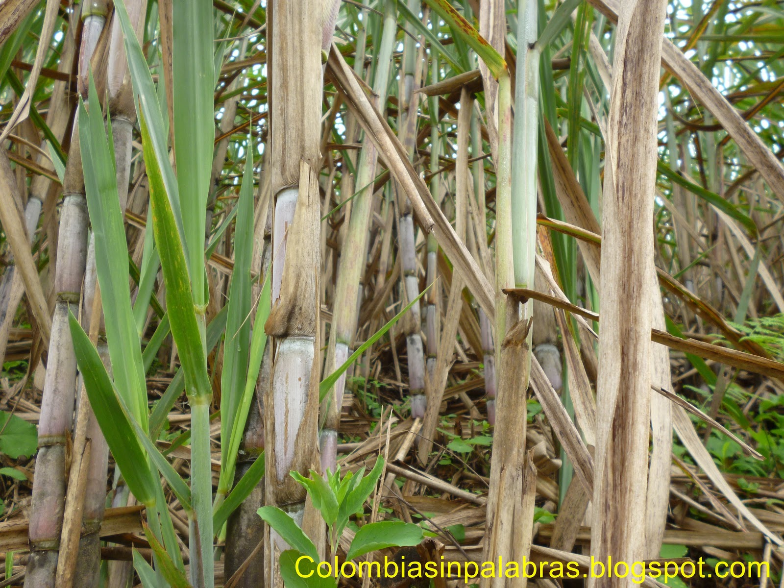 Caña de Azucar