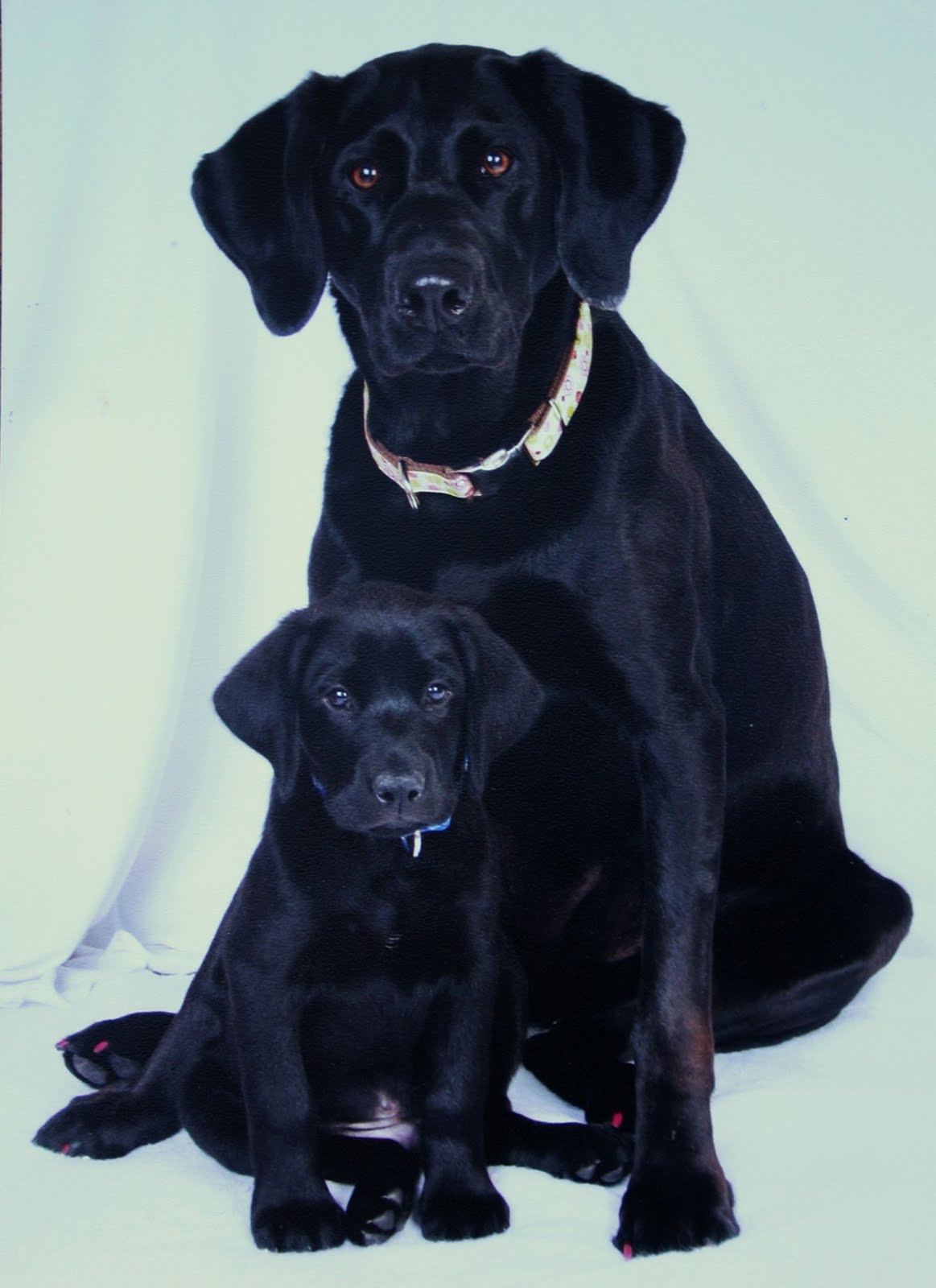 K and R Labradors: Owners and Companions