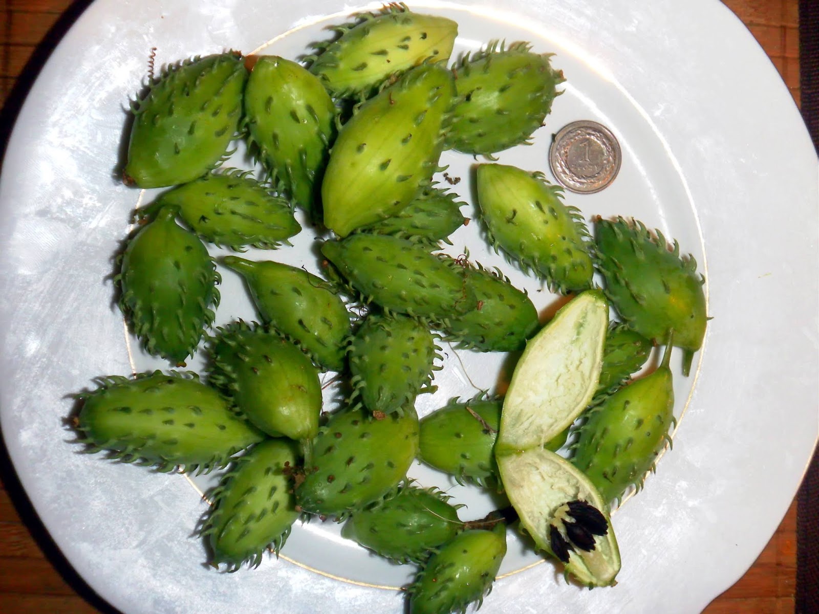 Scirpidiella's Plants: Edible Achoccha species (Cyclanthera sp. div.)