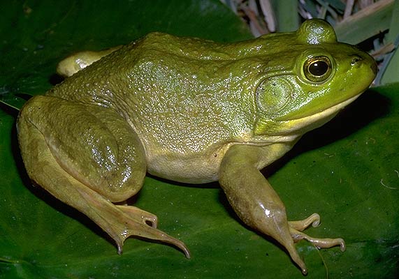 Bullfrog Facts and Latest Photographs | The Wildlife