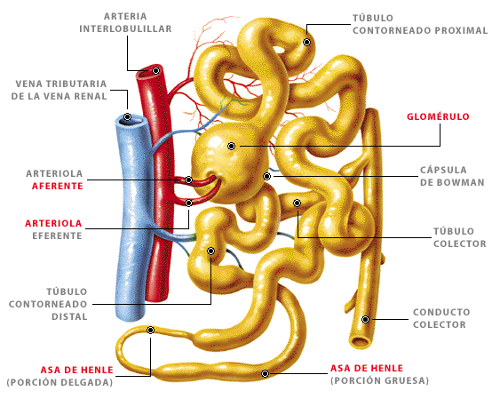 SISTEMA URINARIO DE ANIMALES: NEFRONA