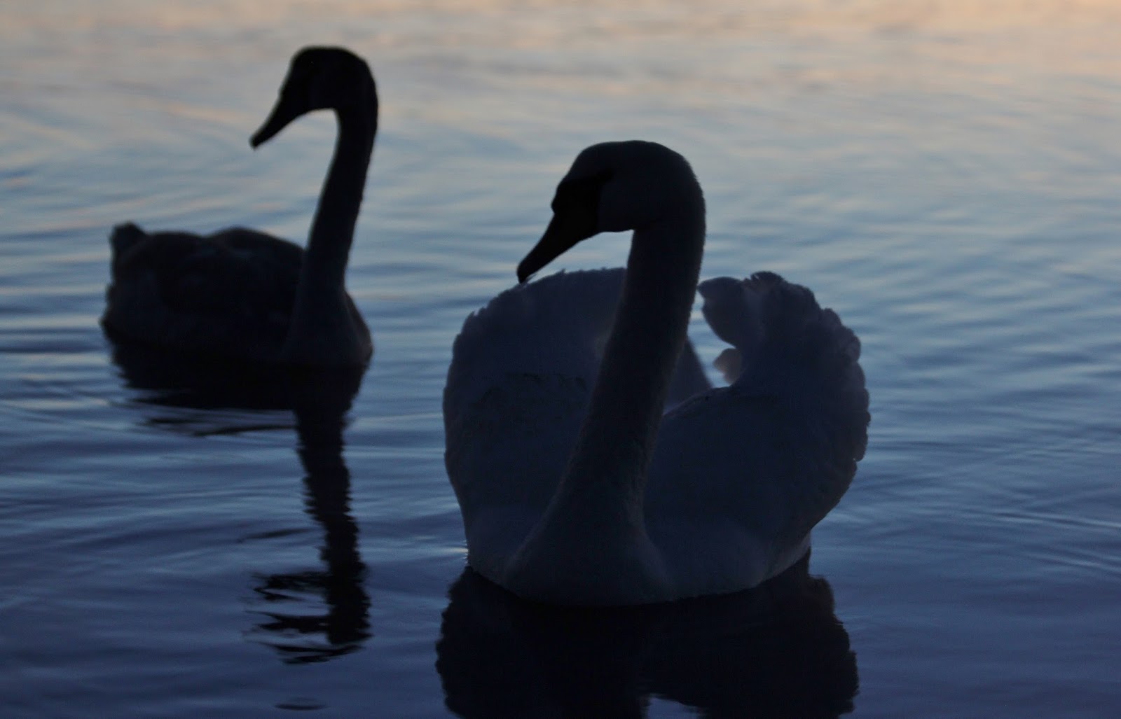 Hjemveien: GLED DERE ALLTID...