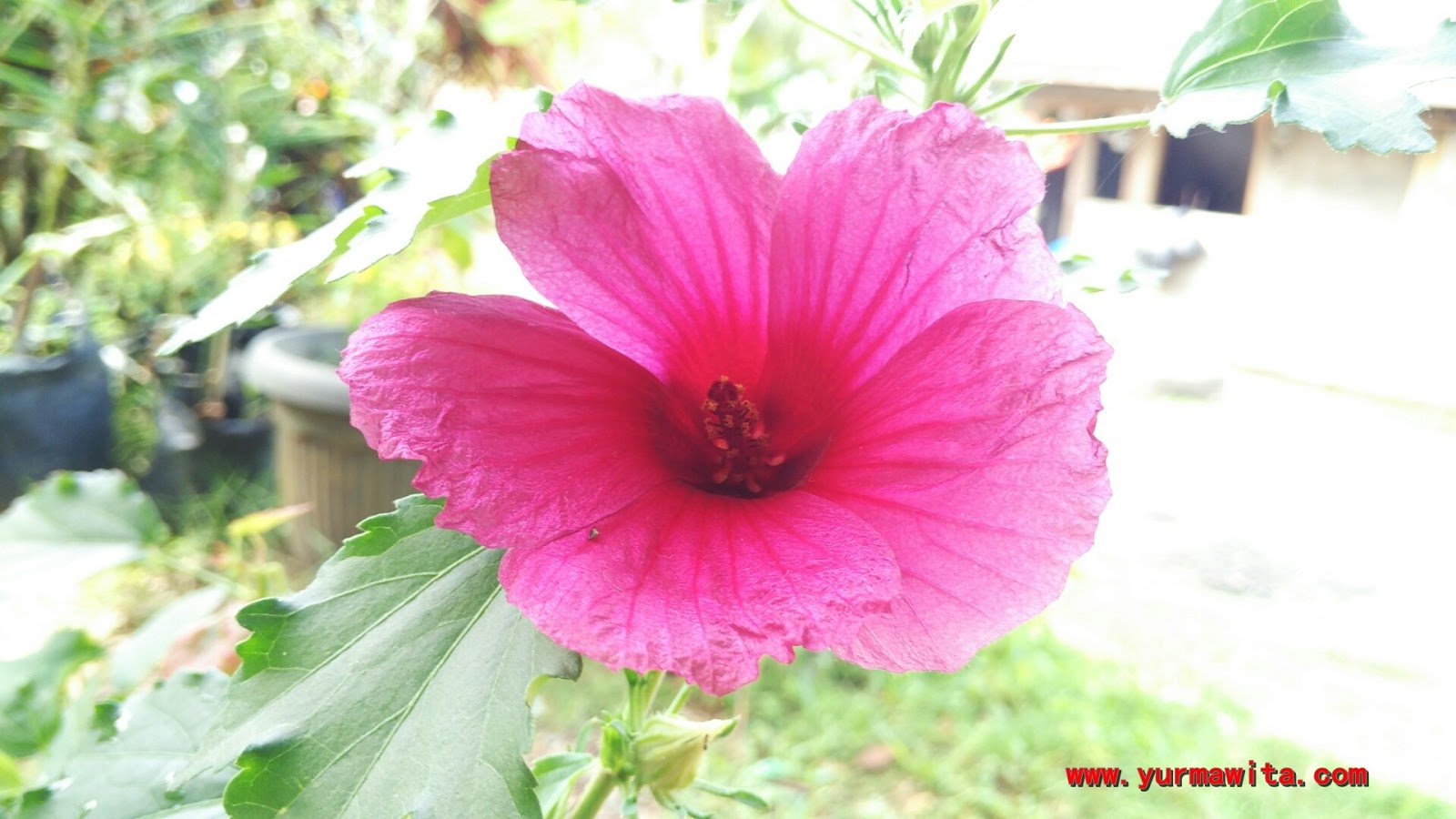 Bunga-bunga ini yang bisa Mempercantik Halaman Rumah Anda - Yurmawita's ...