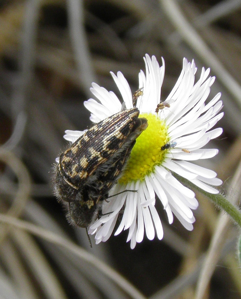 Arizona: Beetles, Bugs, Birds and more: Sabino Canyon in April