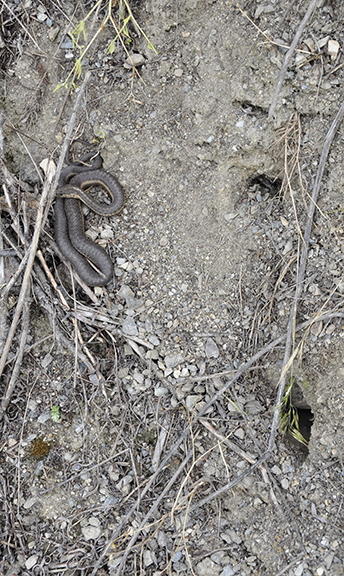 Jana Malinek Photography: Hibernaculum (The Snake Den)