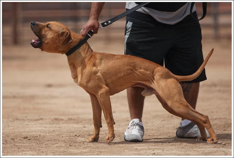 MORSOROSSO: STORIA & STANDARD - AMERICAN PIT BULL TERRIER
