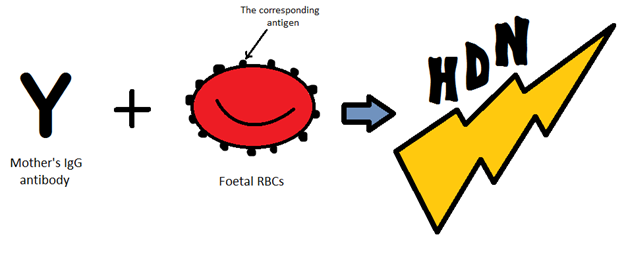 Haemolytic Disease of the Newborn (HDN): Aetiology