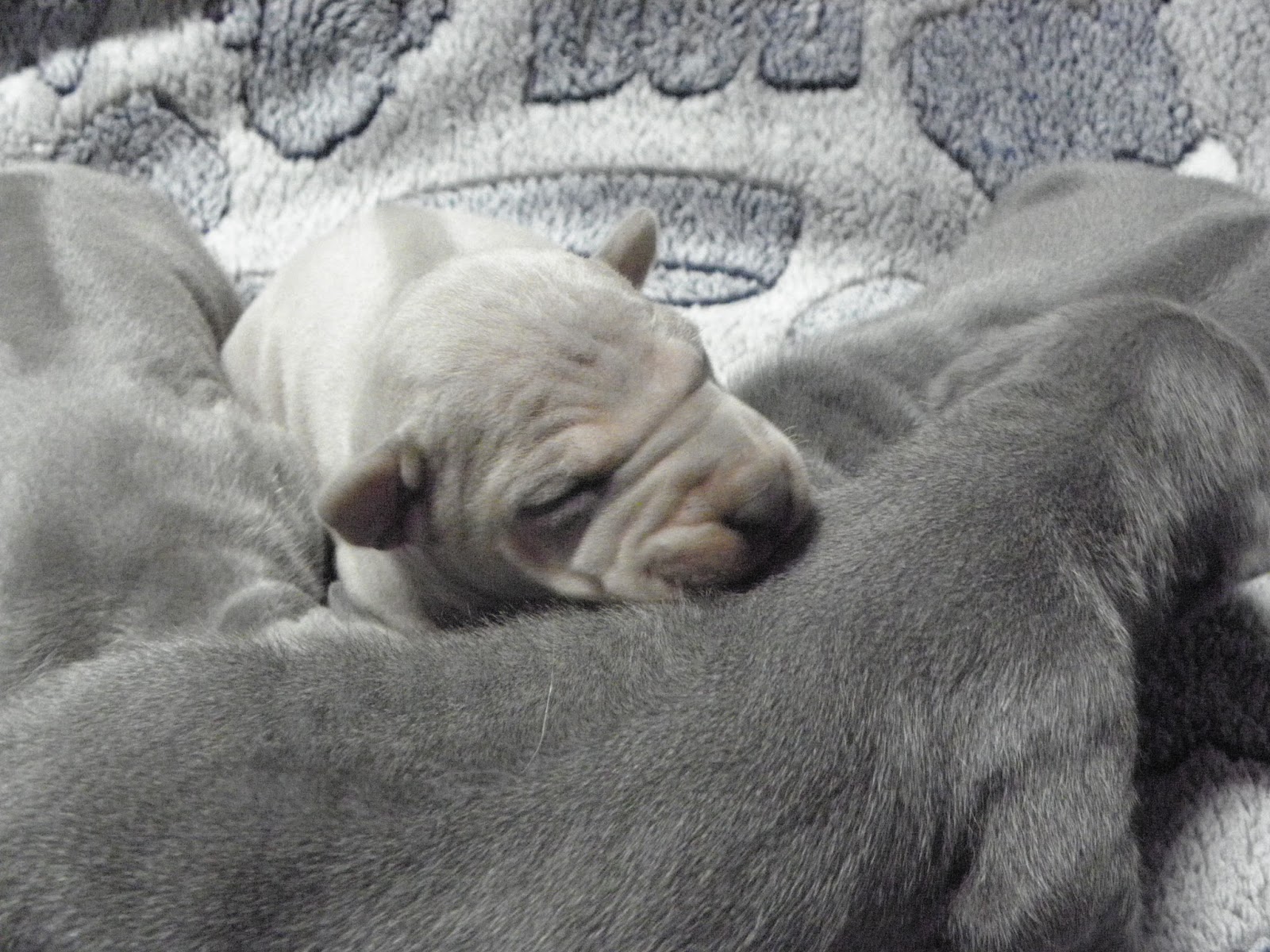 Thai Ridgeback Dog: października 2016