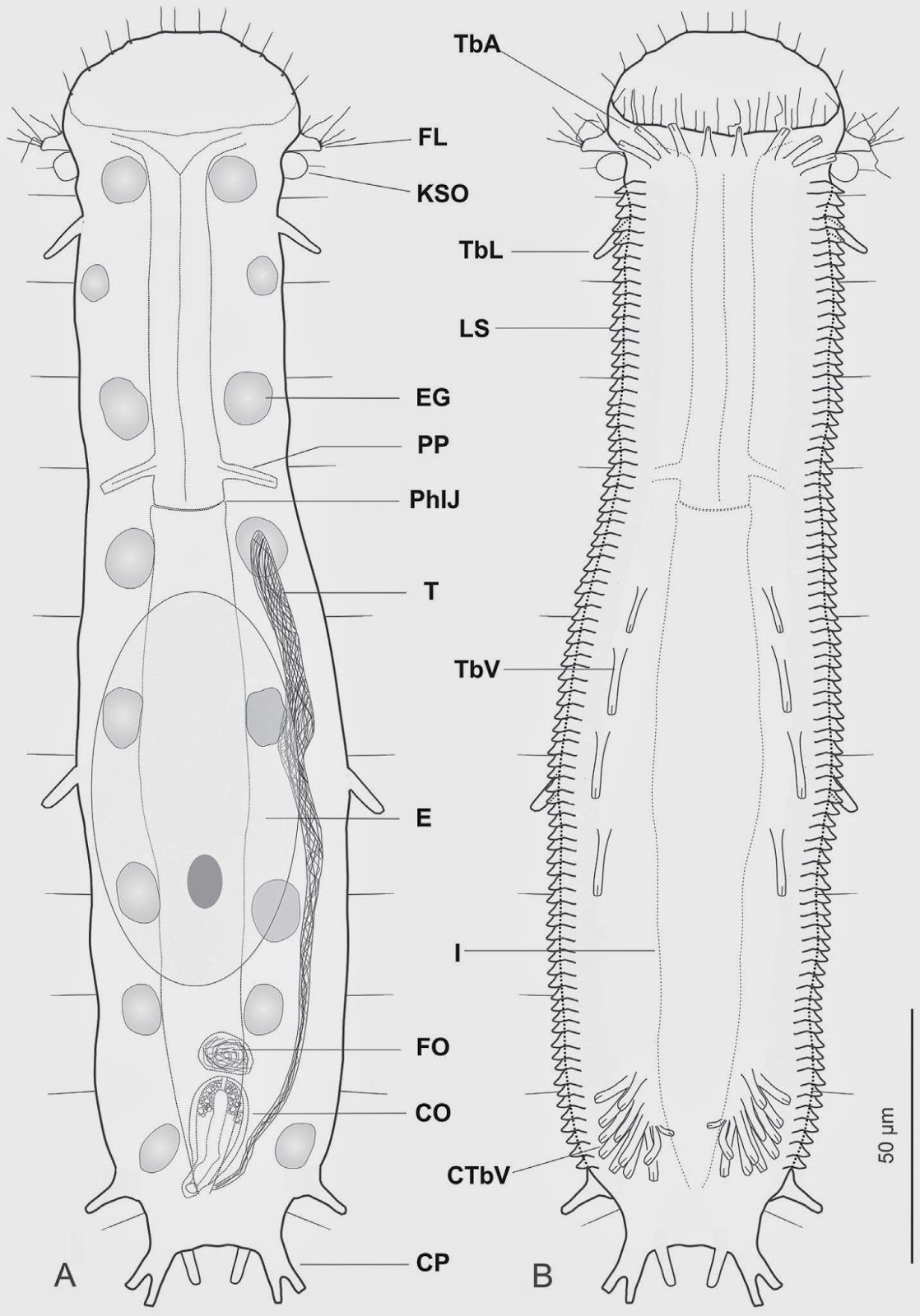 Sciency Thoughts: A new species of Gastrotrich from the coast of São ...