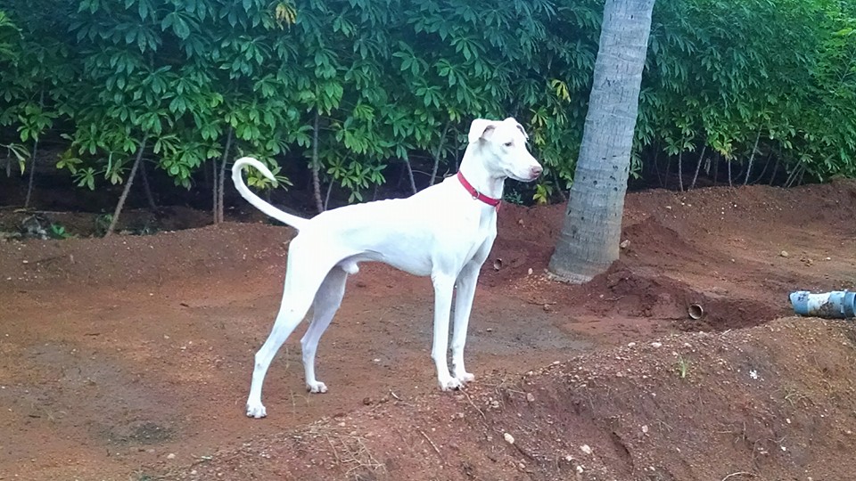 Tamilnadu Native Dog Breeds