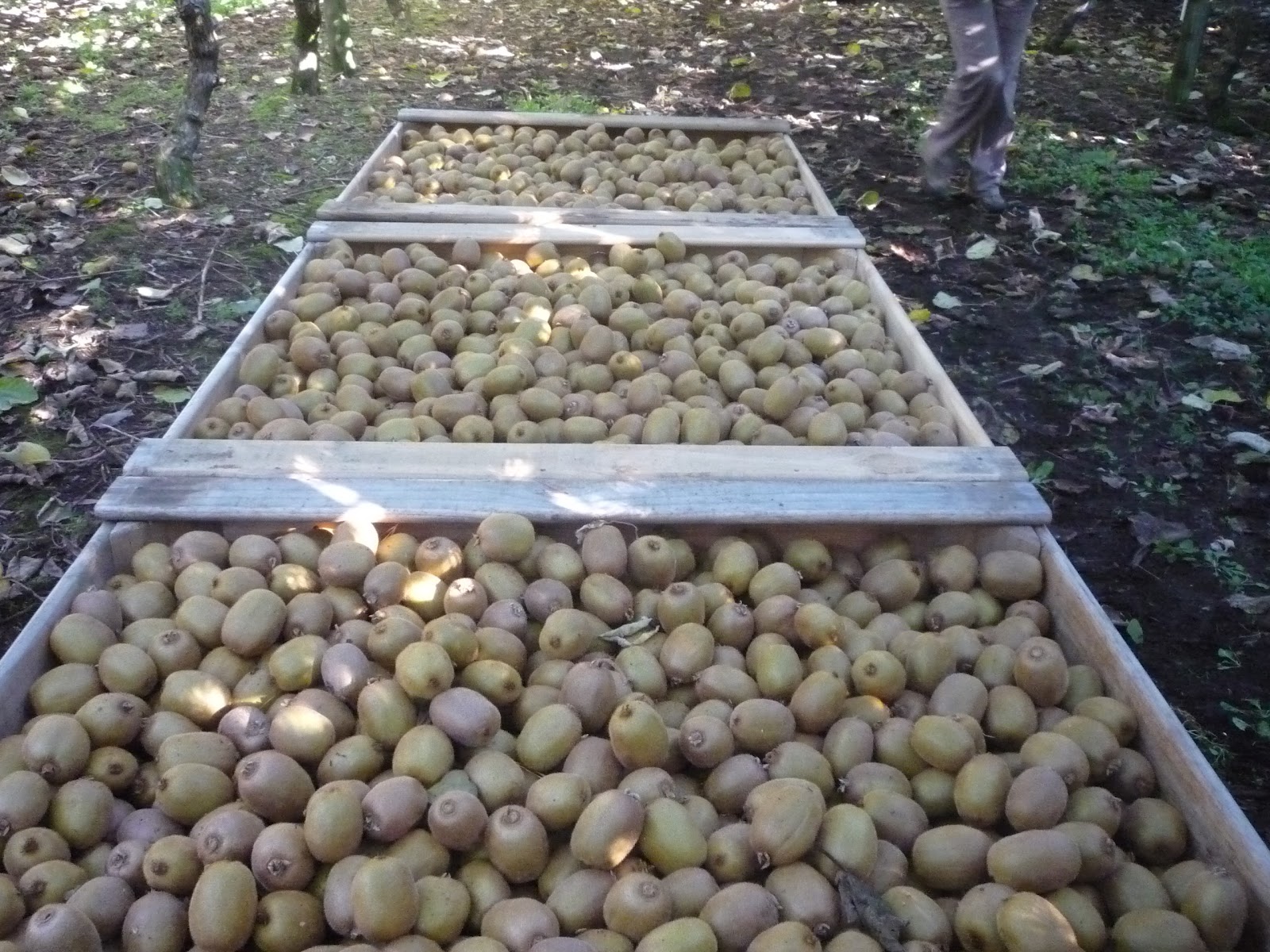 Simon and Andrea's New Zealand tour: Kiwi picking galore!!!! In it for ...