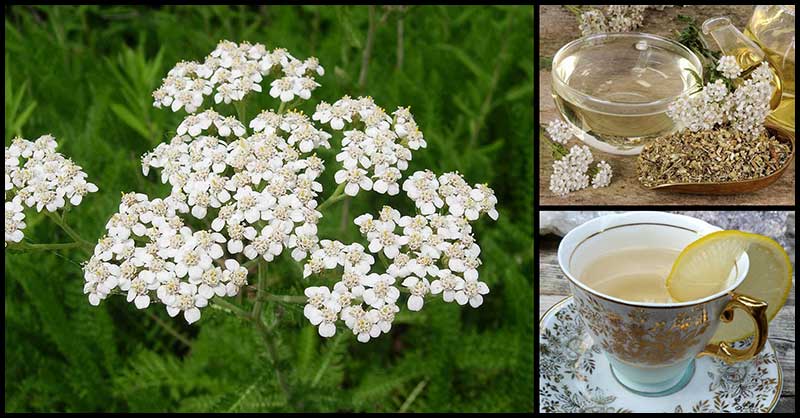 Yarrow Tea: From Relieving Anxiety To Fighting Off Inflammation | Dr ...