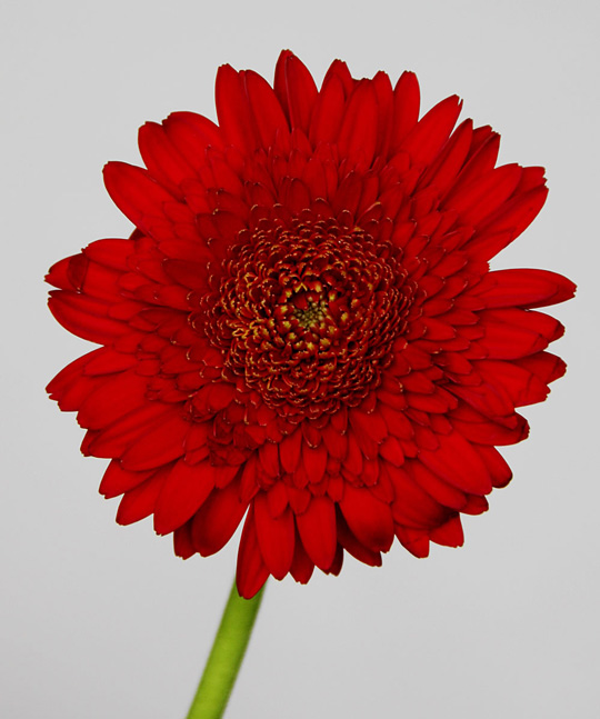 Imágenes de flores y plantas: Gerbera