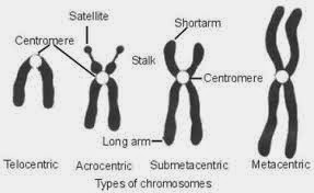 Substansi Hereditas, Sub Bab Kromosom - Biologi Edukasi: Belajar Sains ...