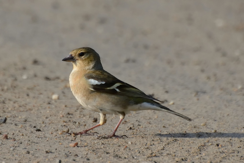 Knuts fugleblogg: Bokfink (Fringilla coelebs)