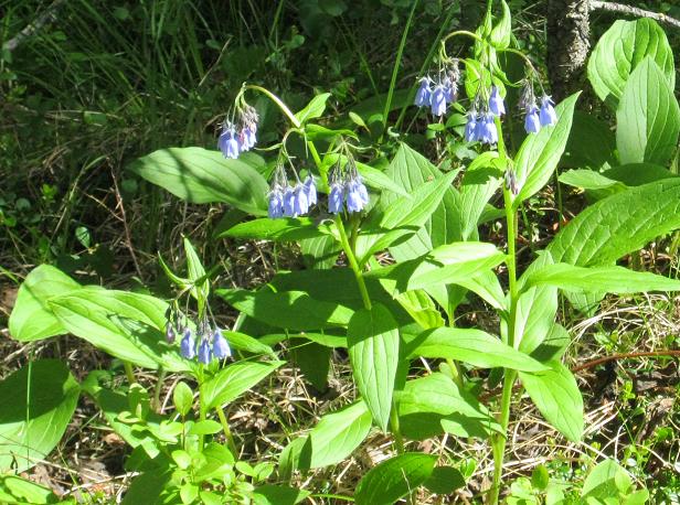 Jeanne's Travel Blog: Alaska Trip 2011: June 16-17 - Denali National ...