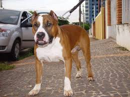 Blog Interessante: Dogue brasileiro - Brazilian dogo - Brazilian dogge