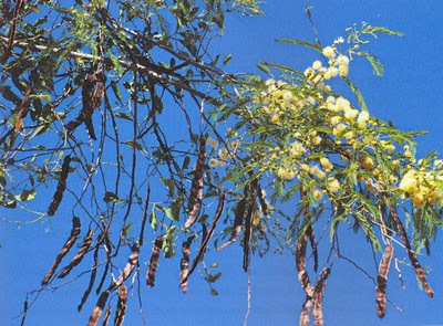 ANGICO: ANGICO, A ÁRVORE.