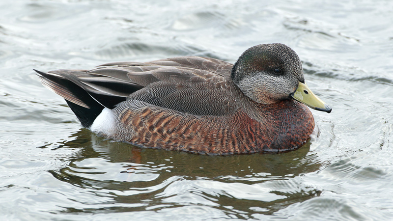 The Bruce Mactavish Newfoundland Birding Blog: Hybrid Duck - AMWI x MALL