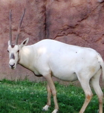 The Zoo Review: Species Fact Profile: Arabian Oryx (Oryx leucoryx)