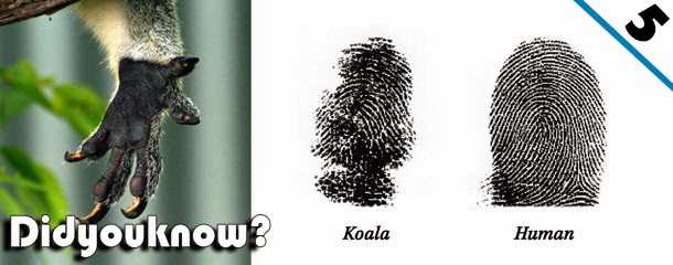 Did you knowthe fingerprints of koala bear are indistinguishable to ...