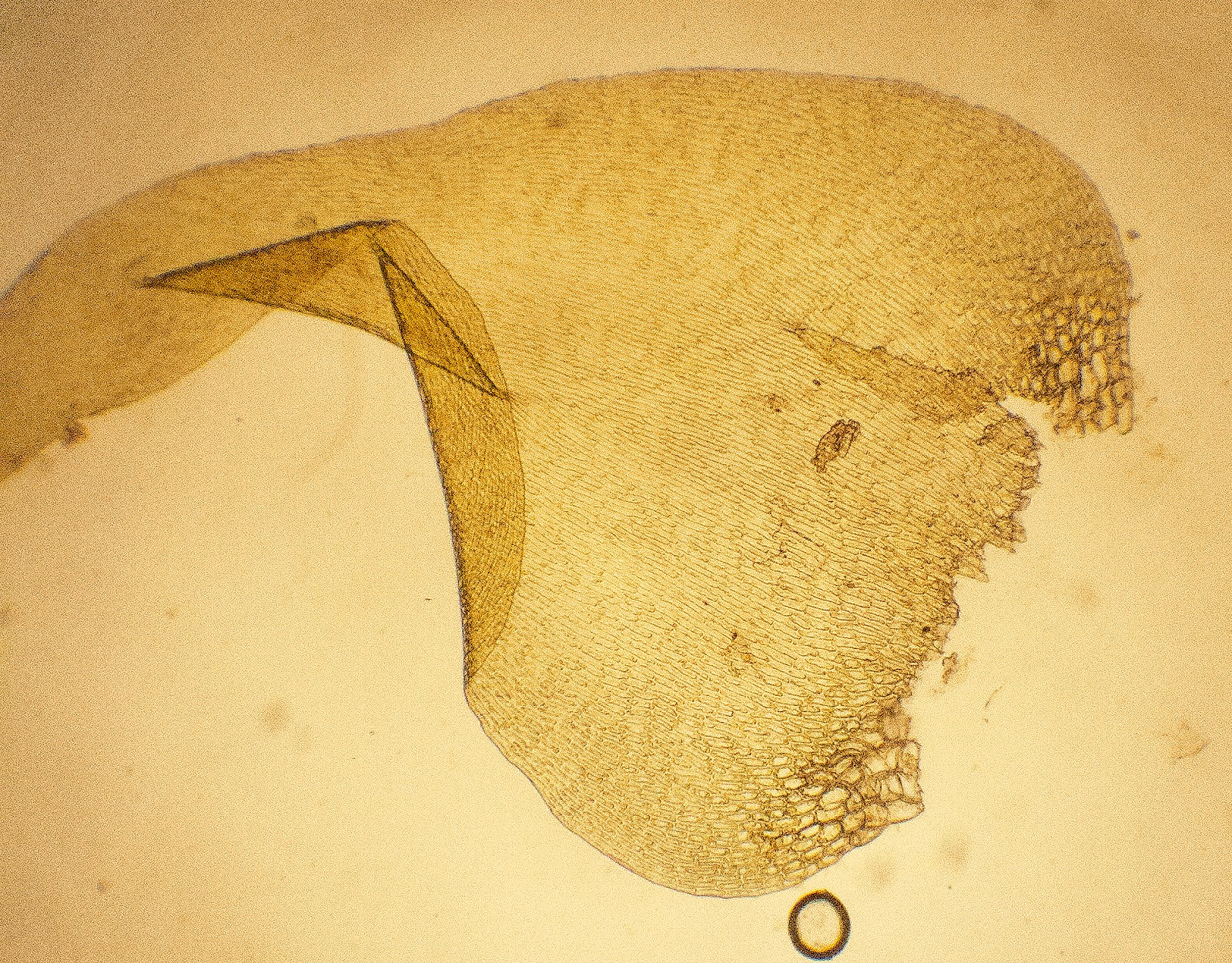 South Wales Bryophytes: Campylium on forestry tracks