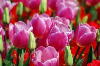 Free Images: Public Domain Image Library