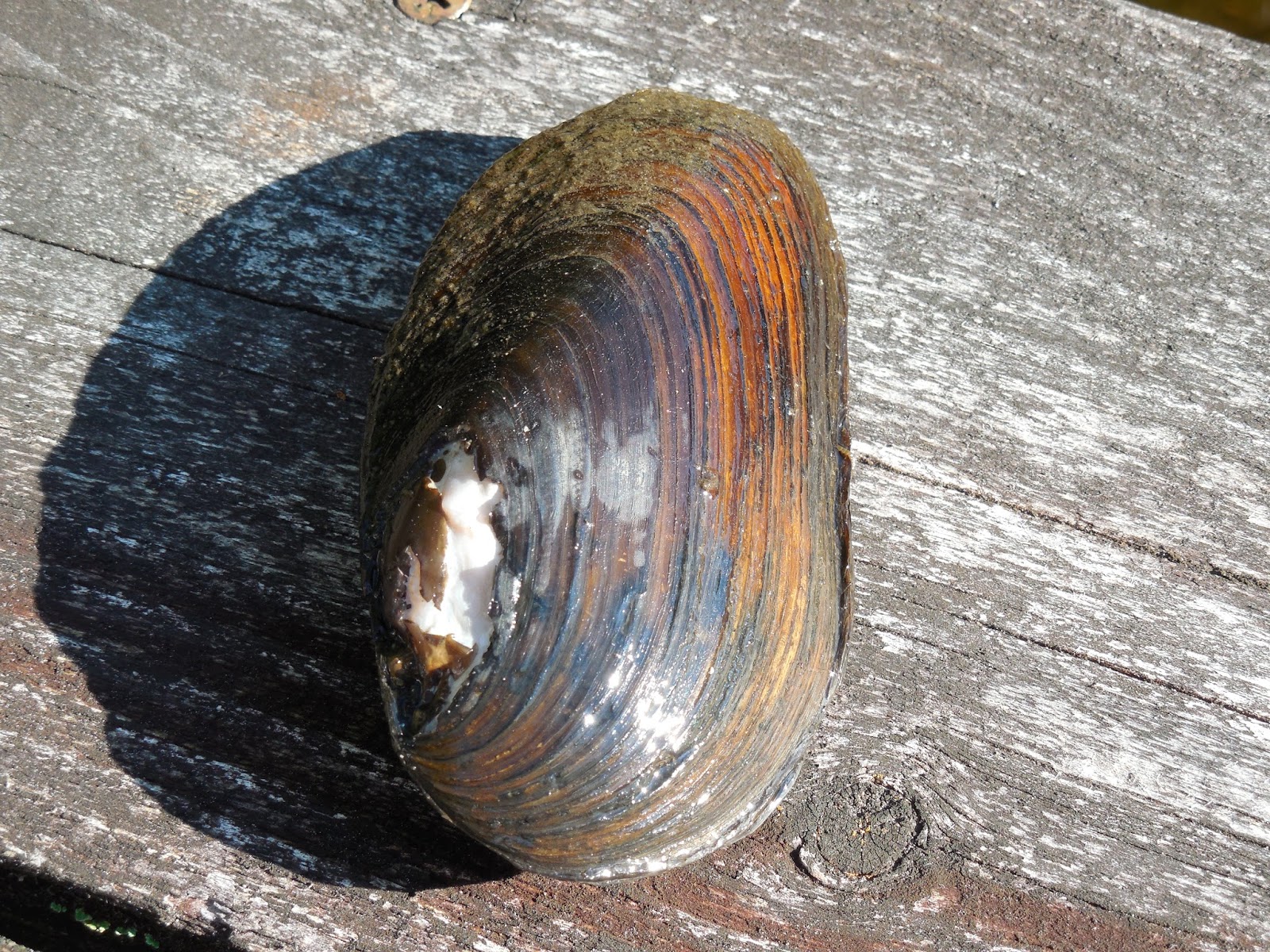 Share it! Science : See it? Share it!