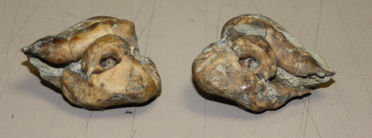 The Coastal Paleontologist: A new specimen of Parapontoporia