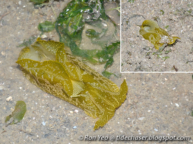 tHE tiDE cHAsER: Sea Hares (Phylum Mollusca: Clade Aplysiomorpha) of ...