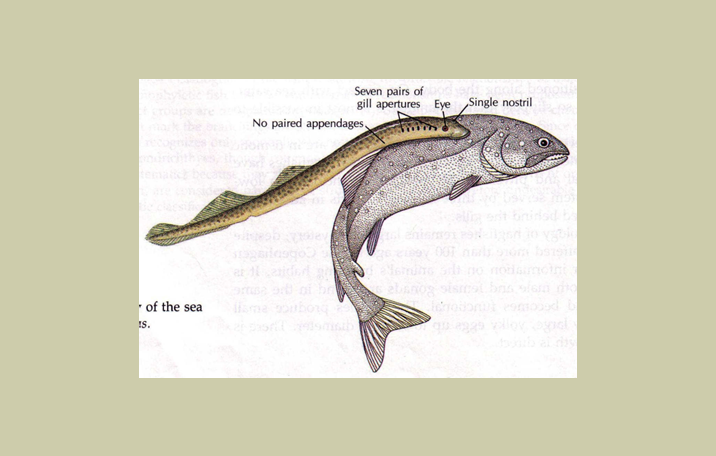 Pisces (Ikan) : Pengertian, Struktur Tubuh, Ciri, Klasifikasi - Jegeristik