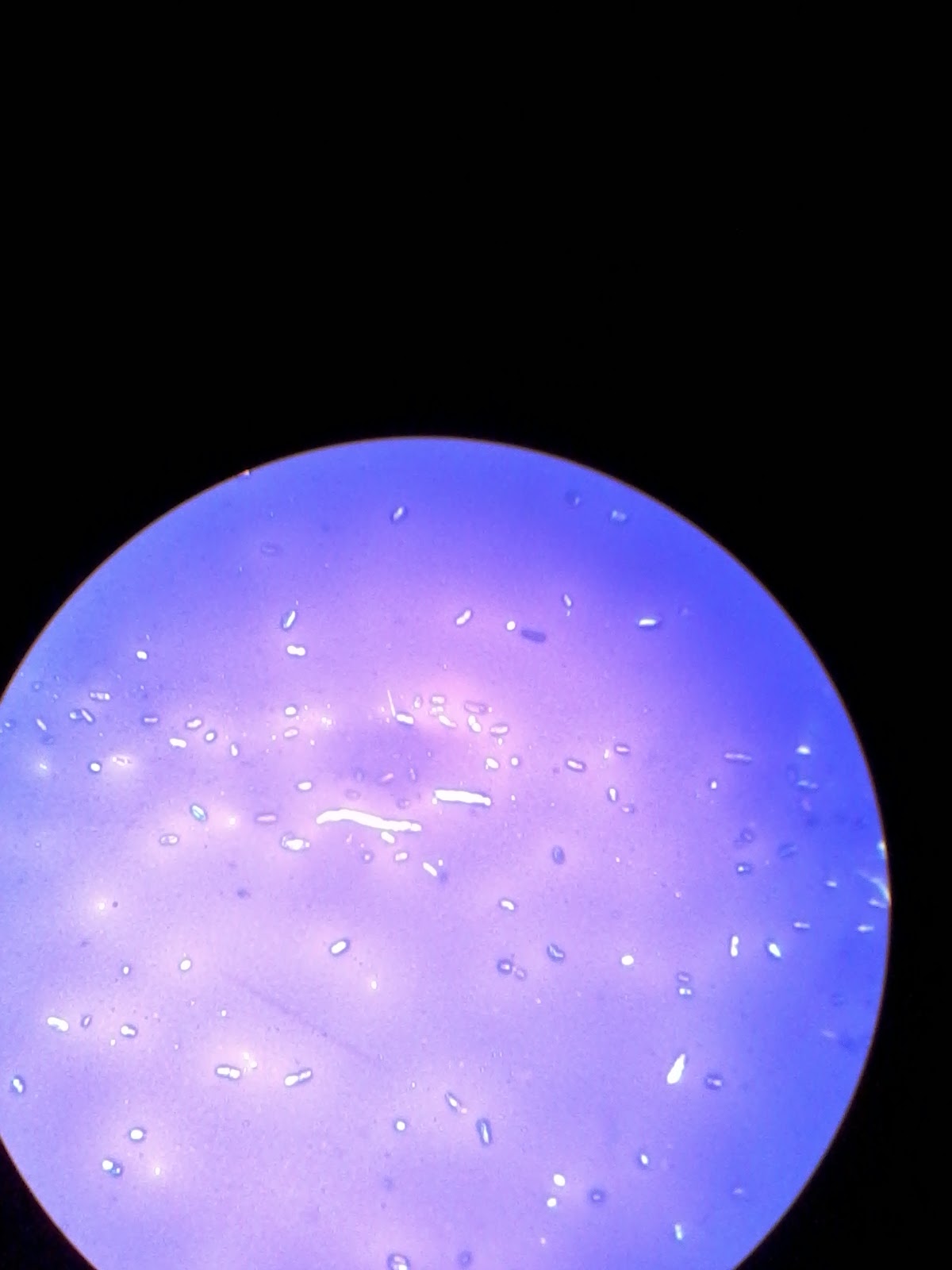 "G"O"T" Micro?: Day 6 - Viewing Acid Fast, Capsule, and Endospore Stains