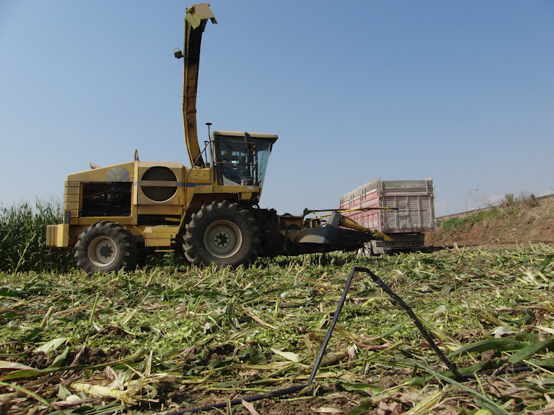 bike the AG-world: Turkey Farming