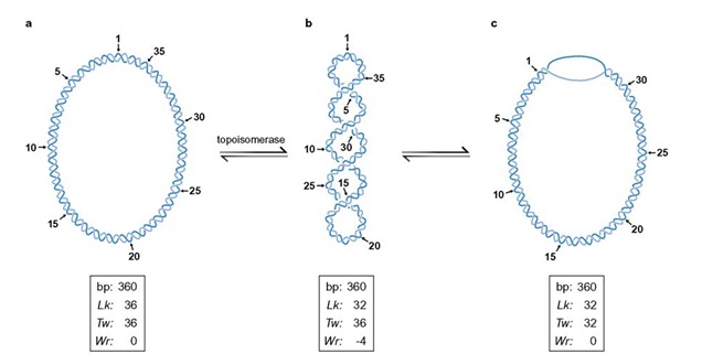DNA Interactive:The DNA Structure: Covalently Closed, Circular DNA